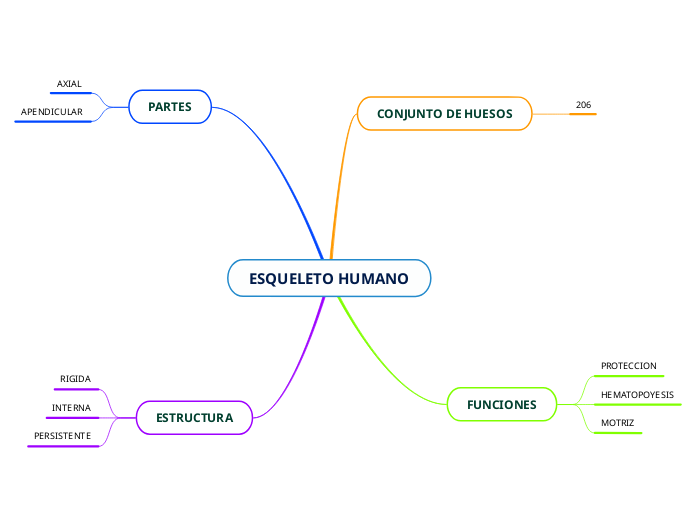 ESQUELETO HUMANO - Mind Map